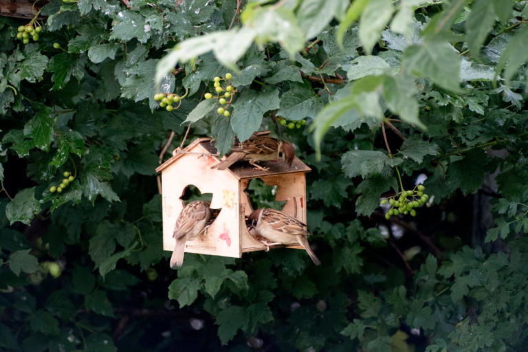Does it matter where you put your bird feeder? Here’s what experts say