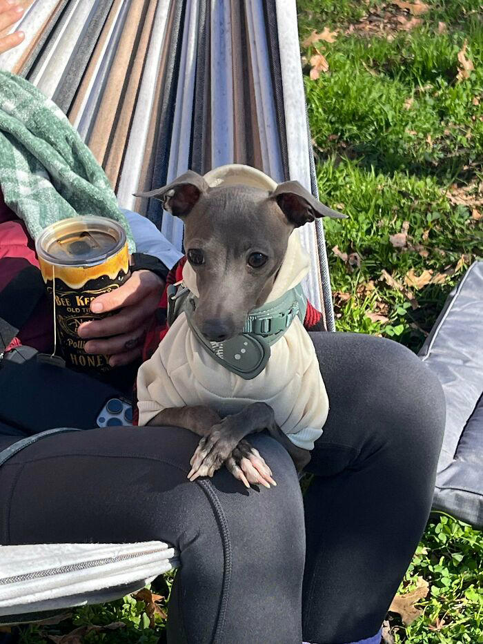 48 funny photos that prove Italian greyhounds are just fancy noodles ...
