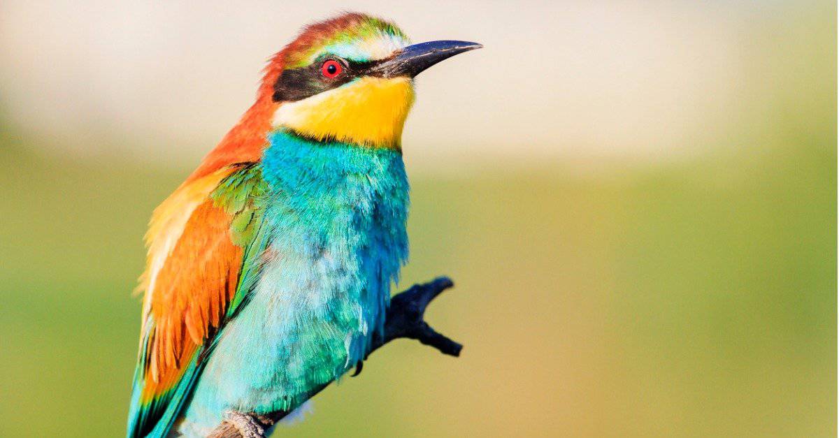 10 of the most beautiful birds in the world, ranked