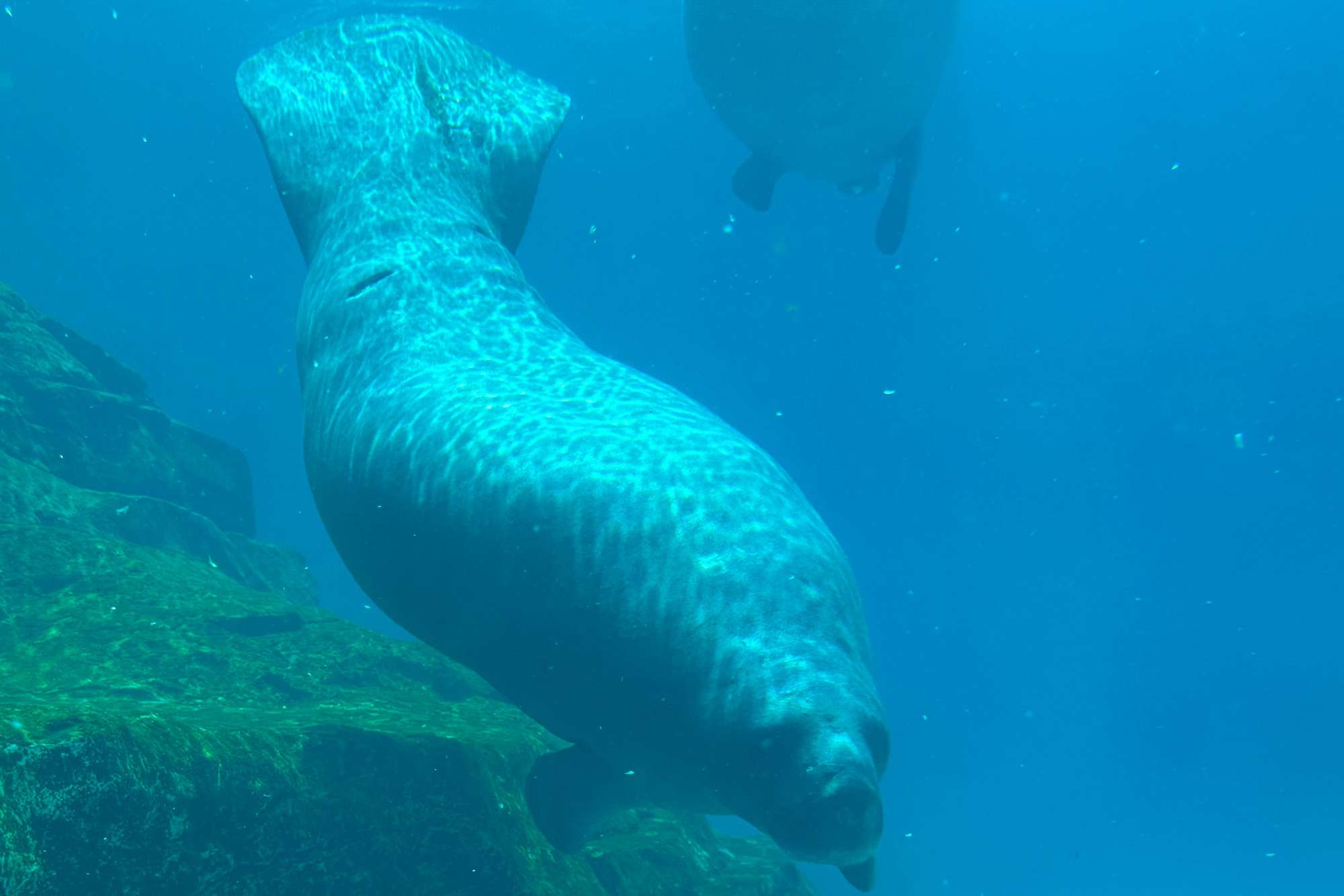 71-year-old Romeo the 'gentle giant' earns oldest living manatee world ...