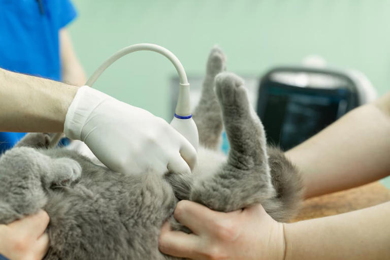 Cat intestinal blockage surgery: Cost and what to expect