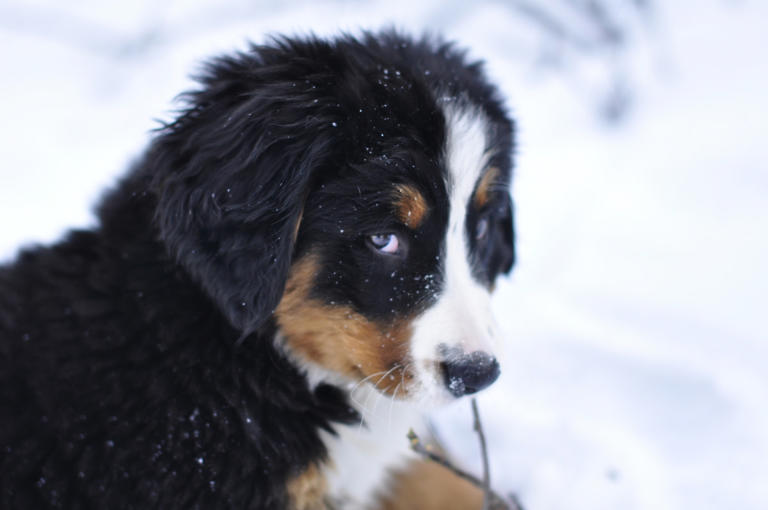 Great Pyrenees-Bernese mountain puppy can't sit still for video and ...