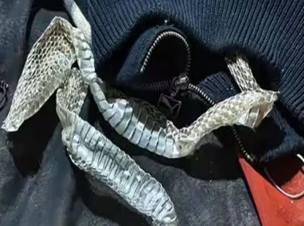 Want to avoid an arranged marriage? Just transform into a snake