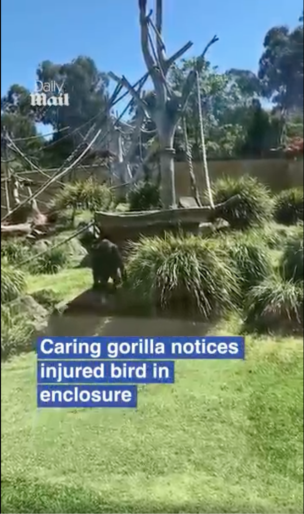 Gorilla gently checks on injured bird in enclosure