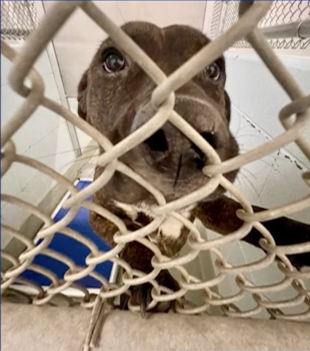 Three dogs left to freeze in subzero temperatures—petition demands ...