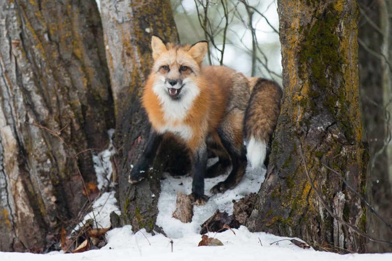 This ghost fox was thought extinct until a camera trap changed everything