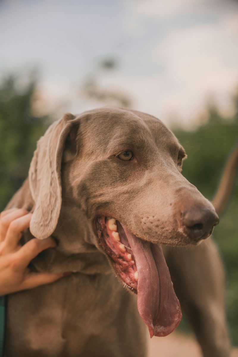 11 dog breeds that form intense bonds fast and break slowly