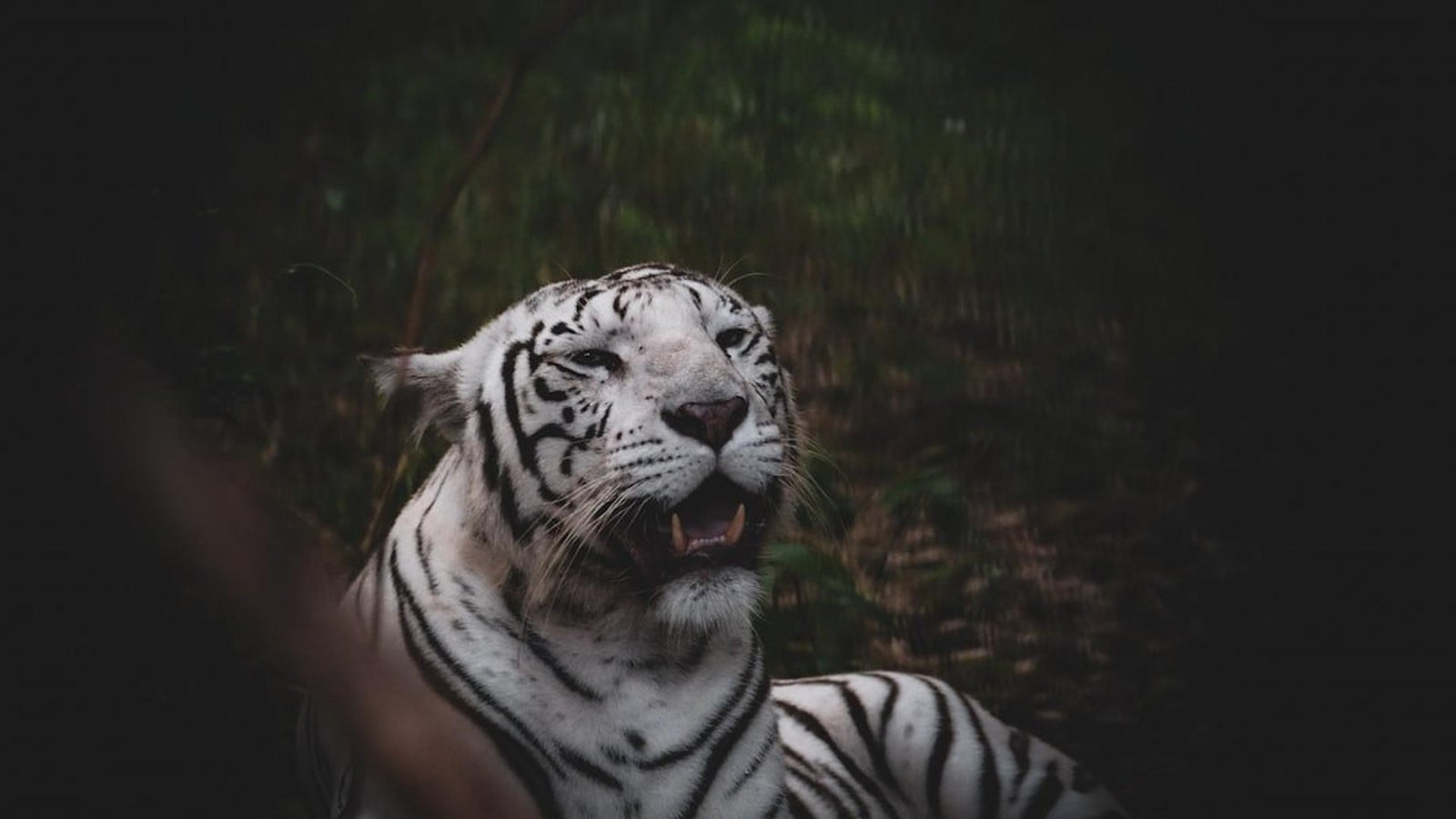 Zoophobia and the human relationship with predators throughout history