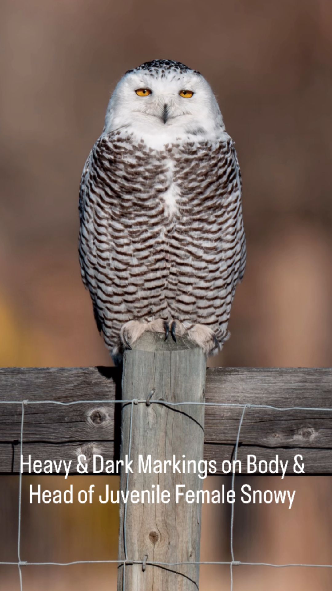 Snowy owls in crisis: Climate change and human impact on their survival