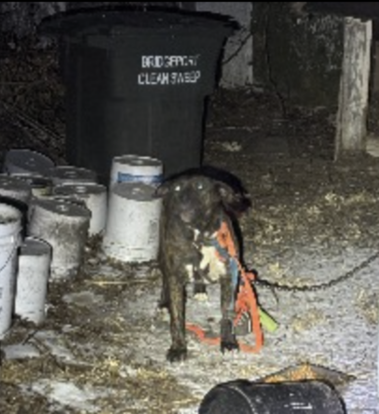 Three dogs left to freeze in subzero temperatures—petition demands ...