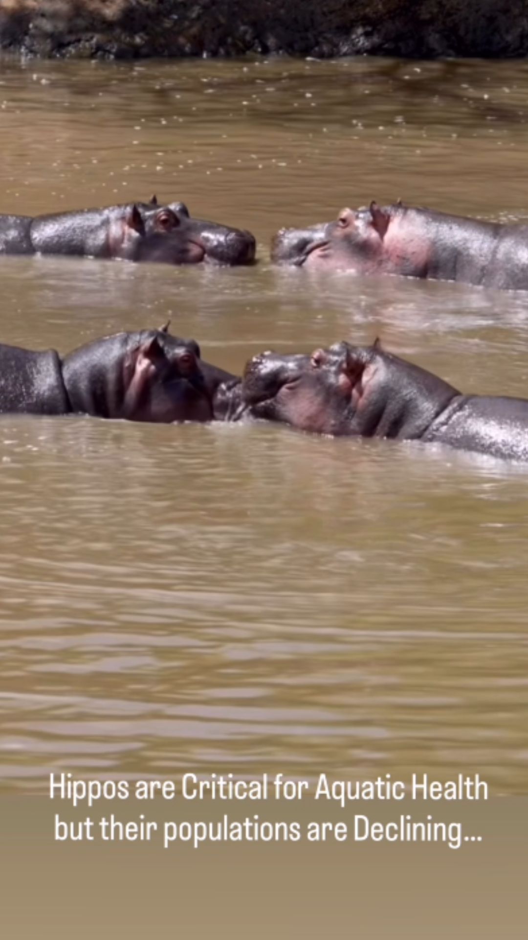 Hippos as ecosystem engineers: Celebrating World Hippo Day