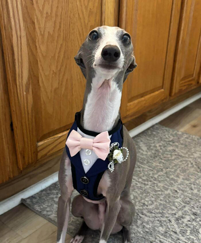 48 funny photos that prove Italian greyhounds are just fancy noodles ...