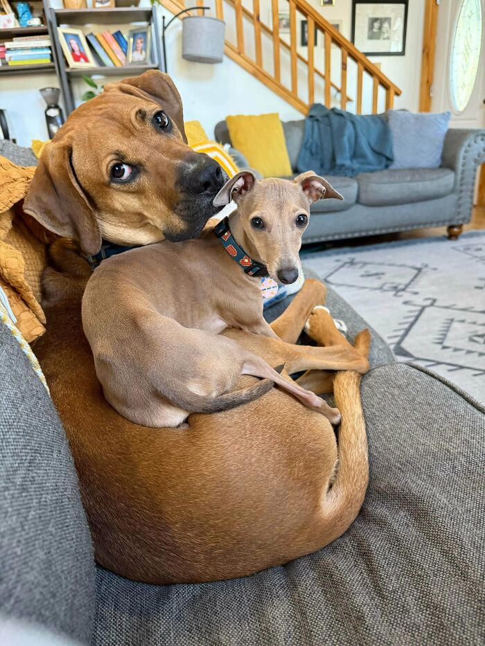 48 funny photos that prove Italian greyhounds are just fancy noodles ...