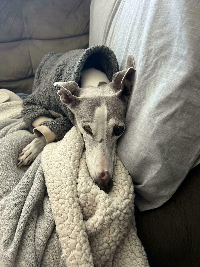48 funny photos that prove Italian greyhounds are just fancy noodles ...