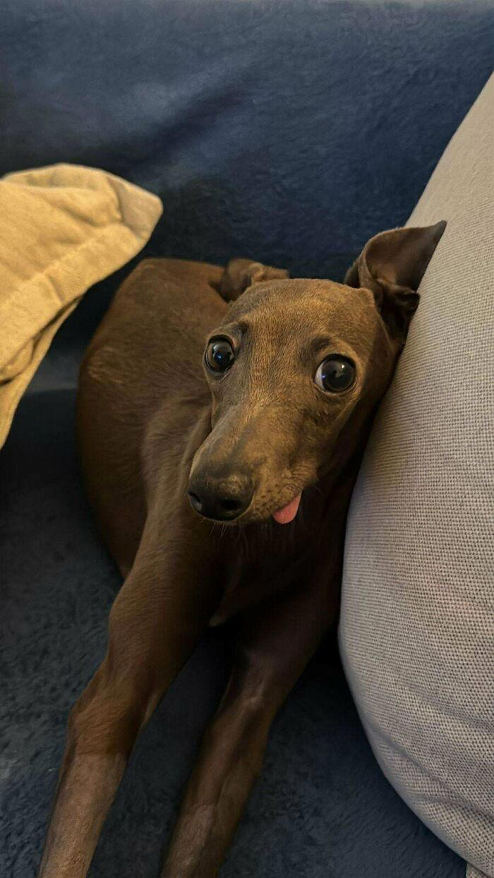 48 funny photos that prove Italian greyhounds are just fancy noodles ...