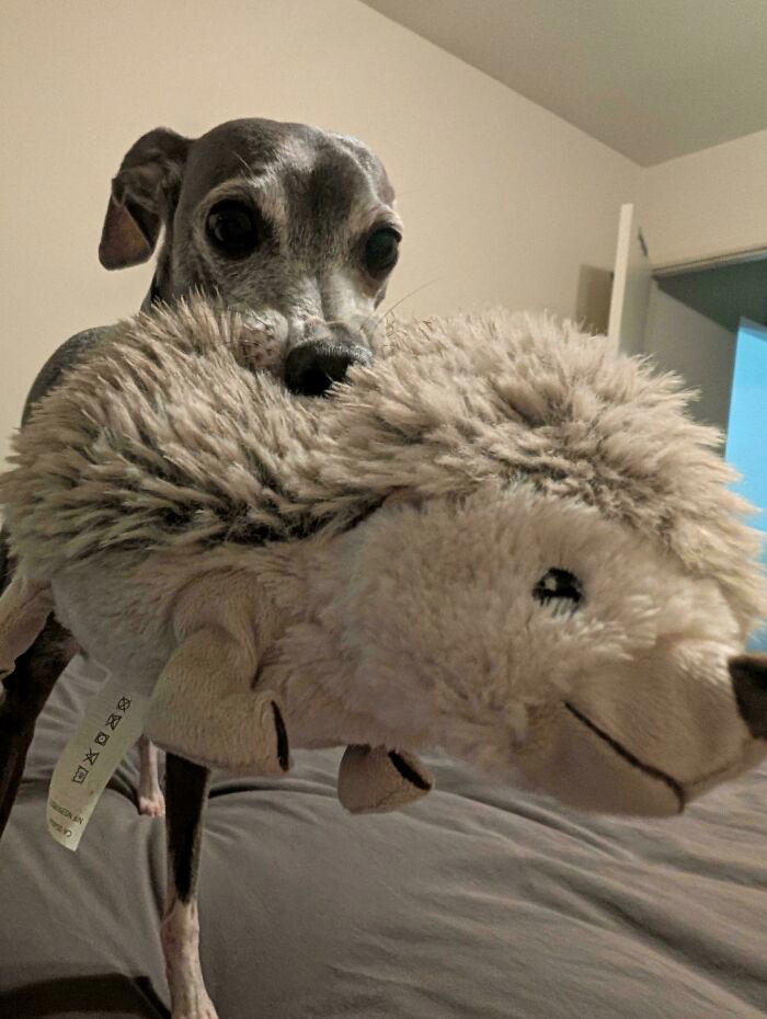48 funny photos that prove Italian greyhounds are just fancy noodles ...