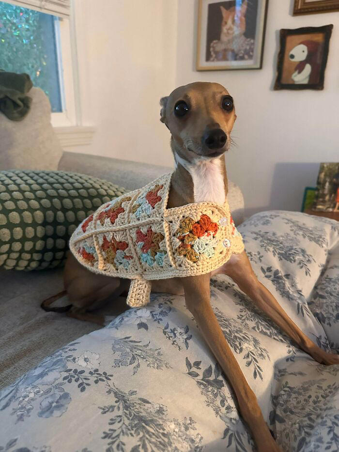 48 funny photos that prove Italian greyhounds are just fancy noodles ...