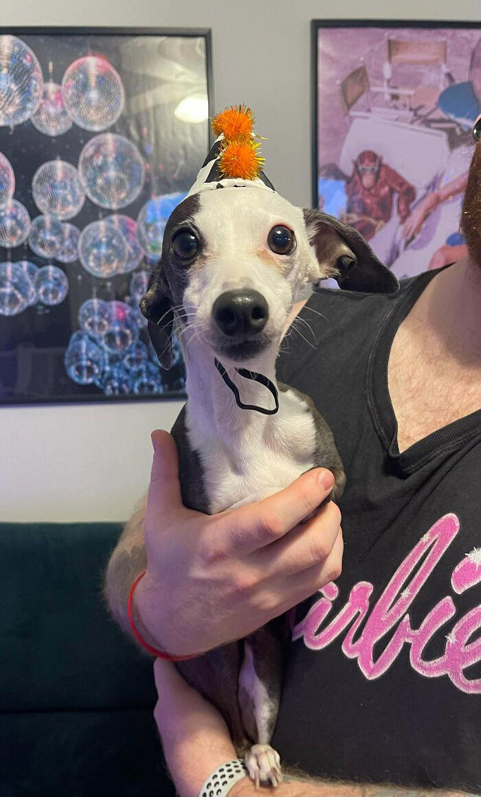 48 funny photos that prove Italian greyhounds are just fancy noodles ...