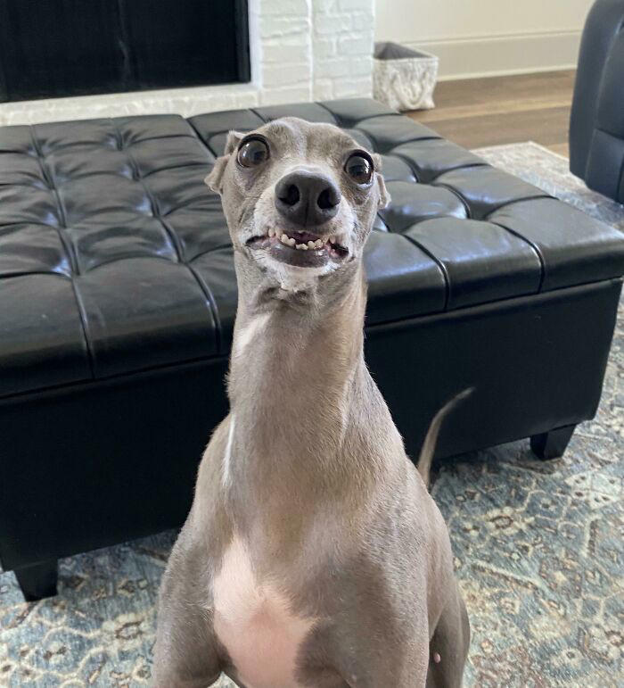 48 funny photos that prove Italian greyhounds are just fancy noodles ...