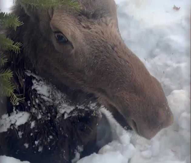 Moose stuck in snow up to chest rescued by snowmobilers in NH