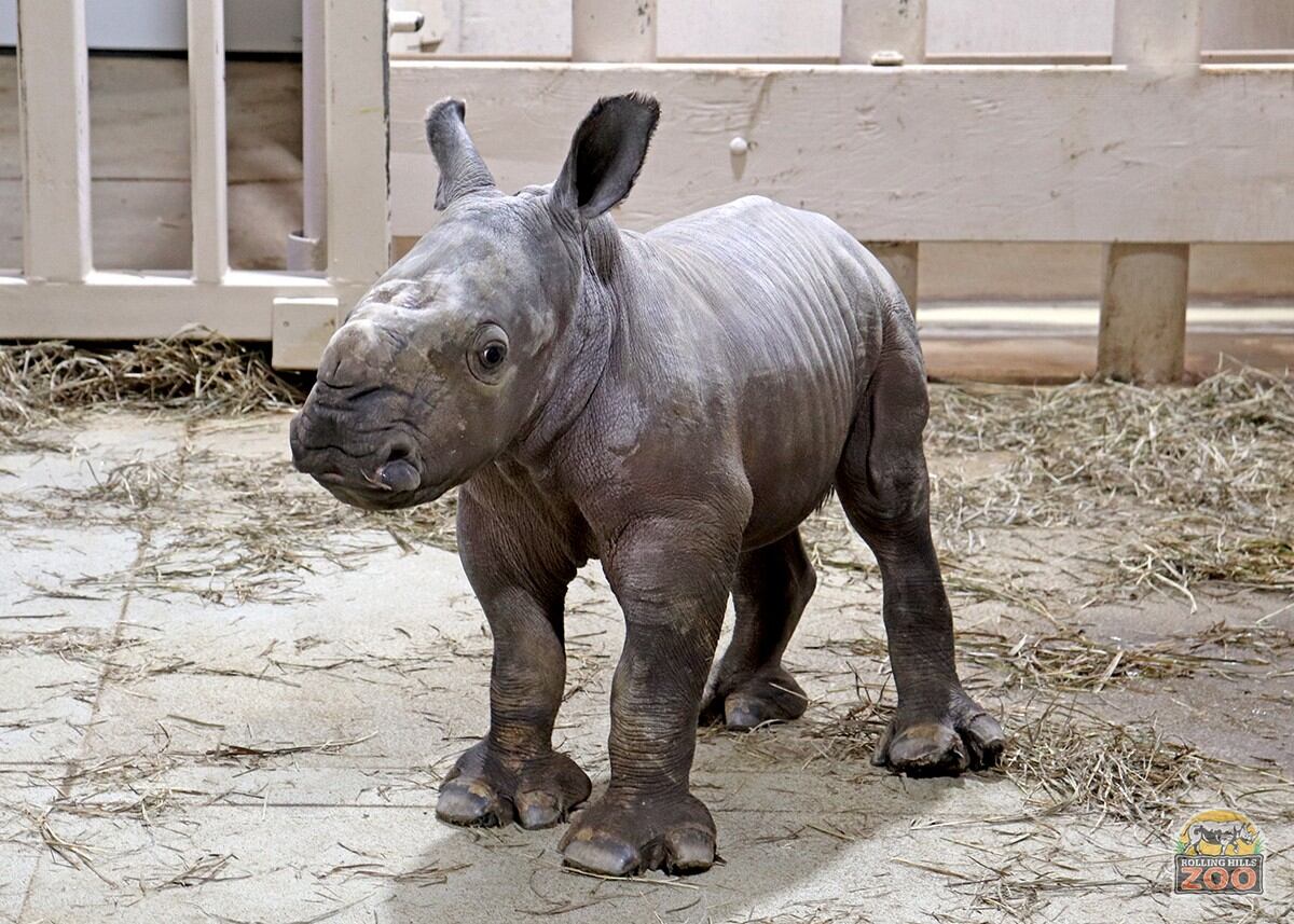 Rolling Hills Zoo remains closed as power restoration continues