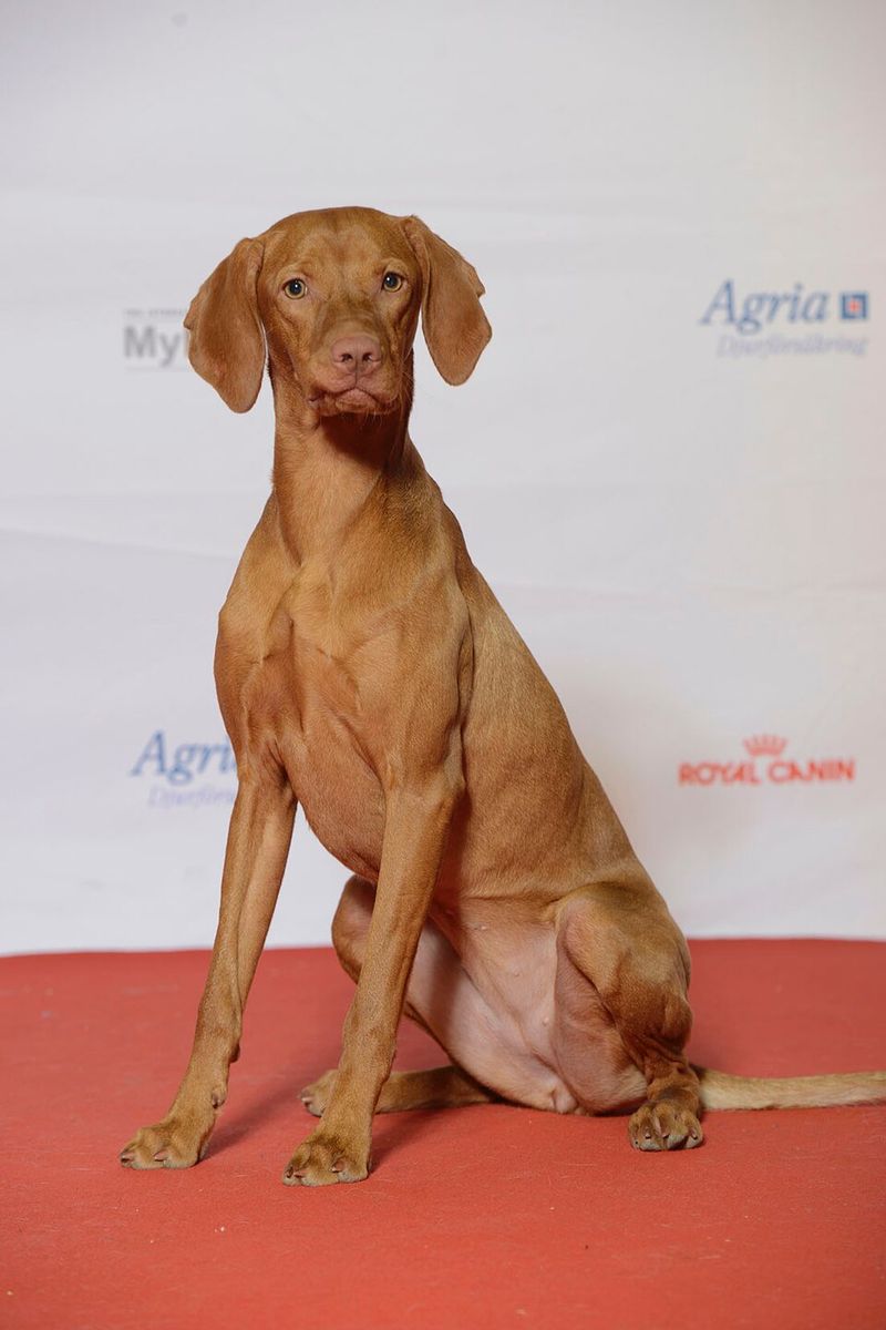 11 dog breeds that form intense bonds fast and break slowly