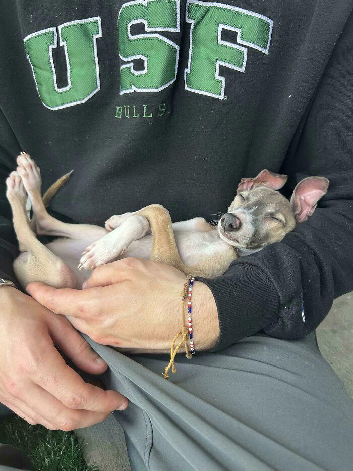 48 funny photos that prove Italian greyhounds are just fancy noodles ...