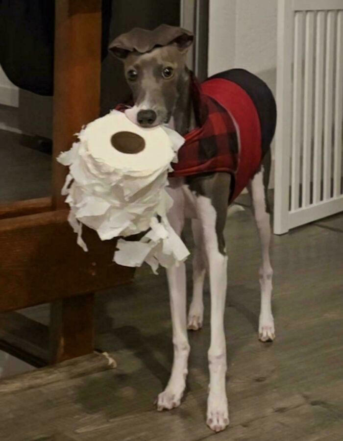 48 funny photos that prove Italian greyhounds are just fancy noodles ...