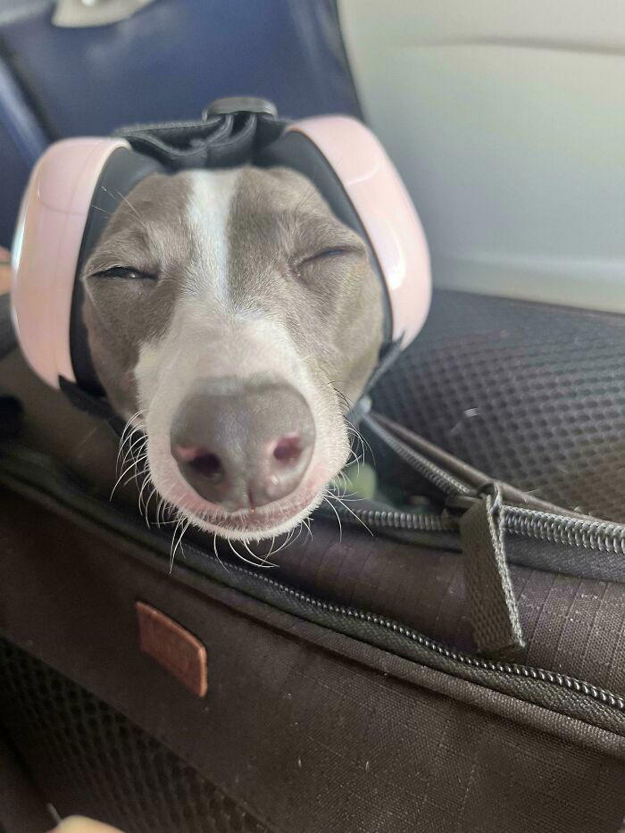 48 funny photos that prove Italian greyhounds are just fancy noodles ...