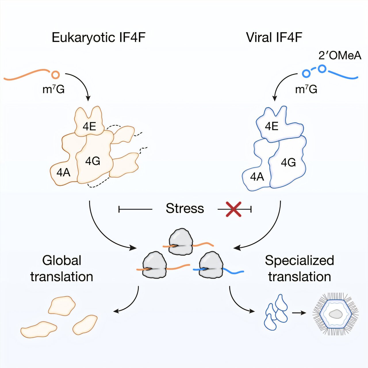 Giant DNA viruses encode their own eukaryote-like translation machinery ...