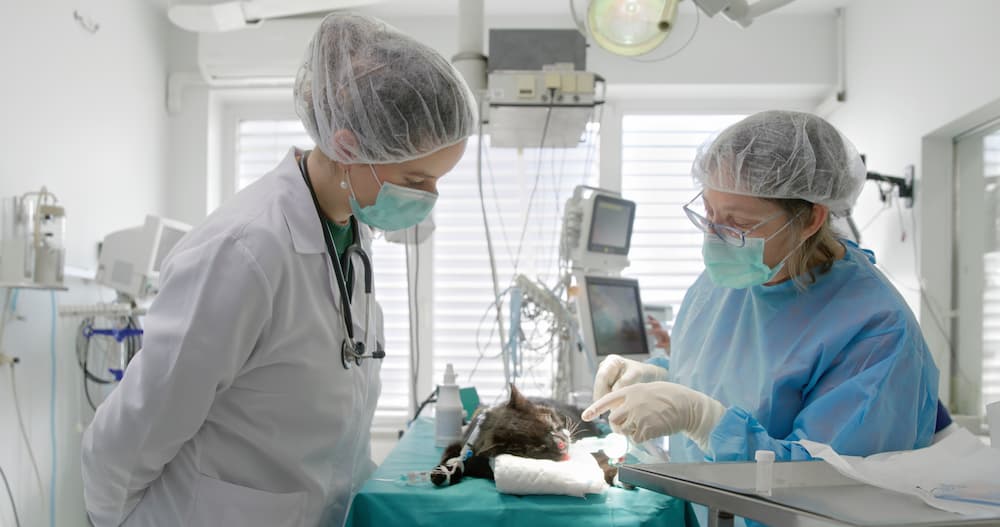 Cat bladder stone surgery: Cost and what to expect