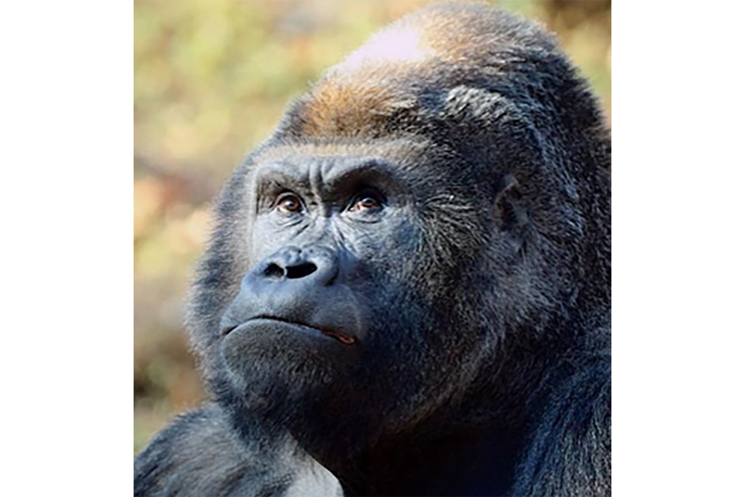 Ntondo, beloved blind silverback featured on Animal Planet's “The Zoo ...