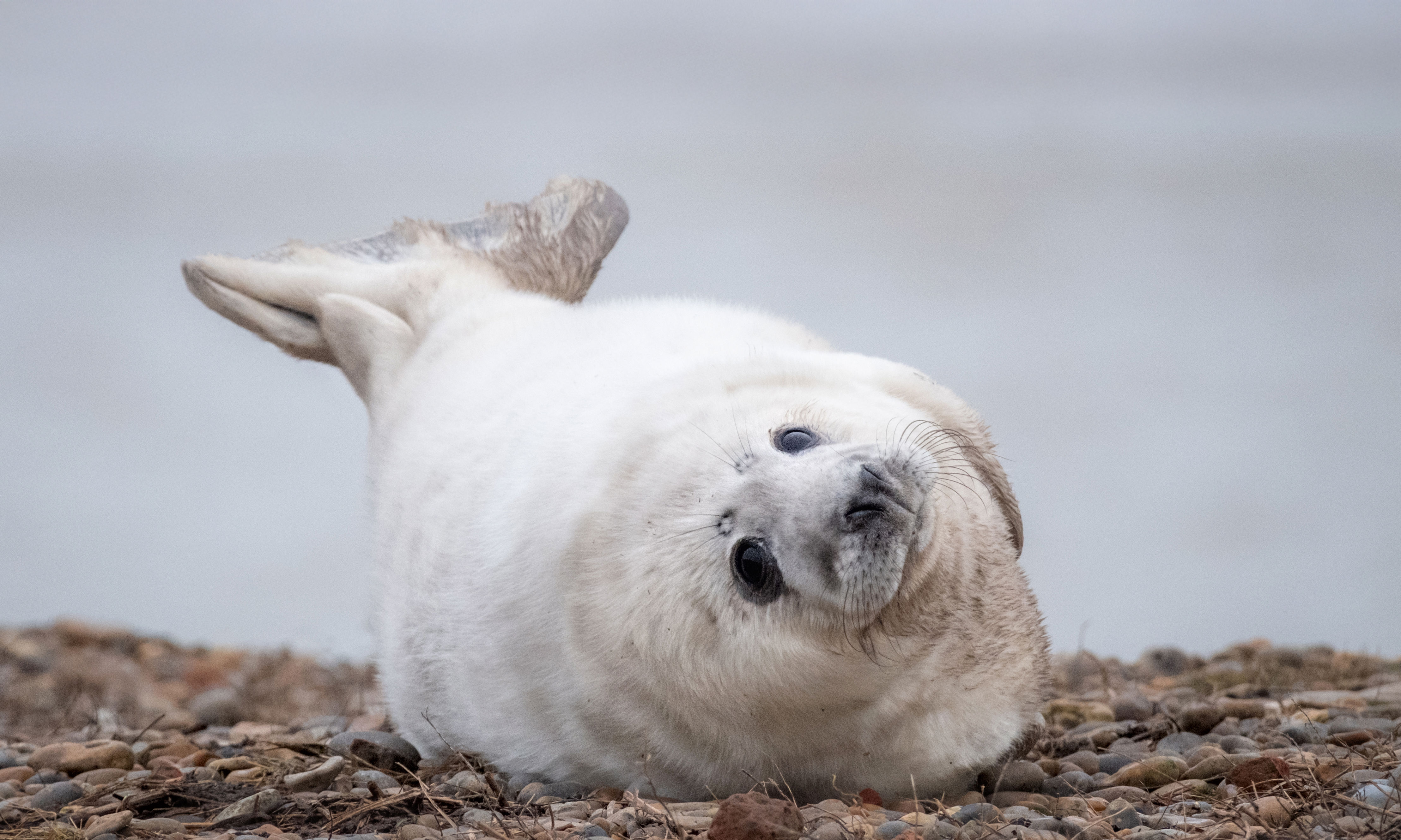 Record number of grey seal pups born at ex-military weapons testing site