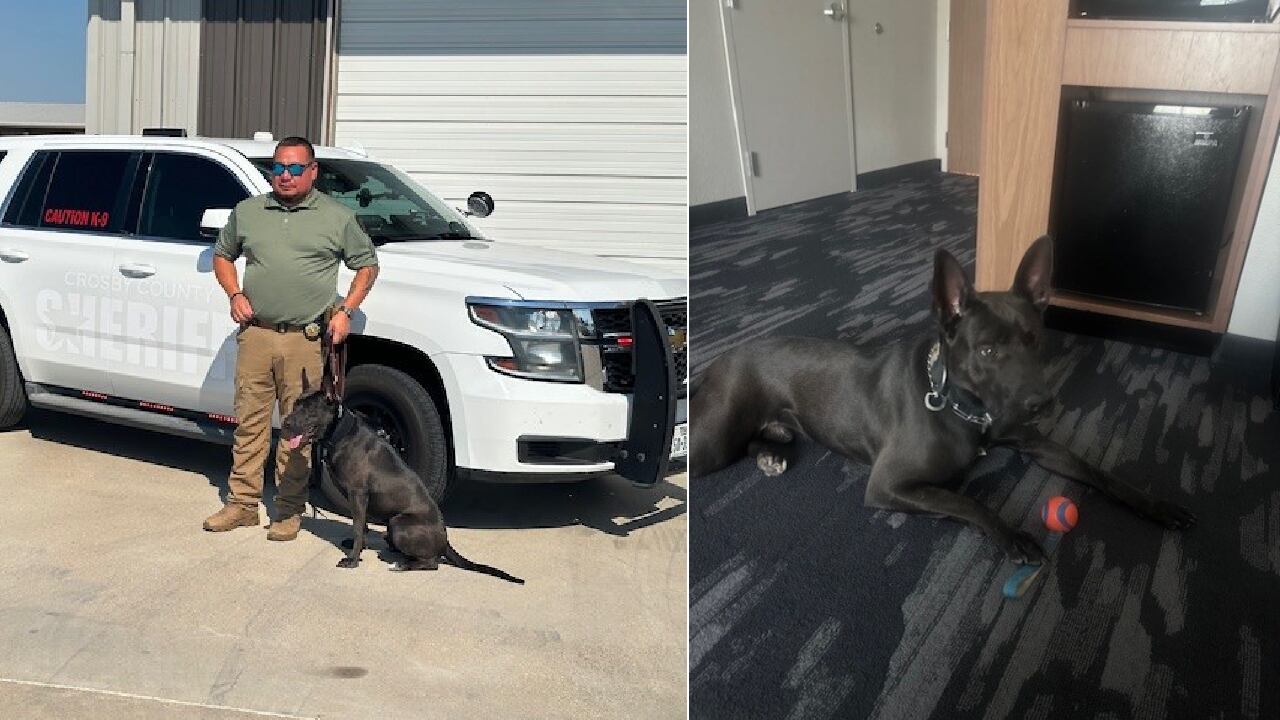 Crosby County K9 Wilson to receive protective vest from nonprofit donation