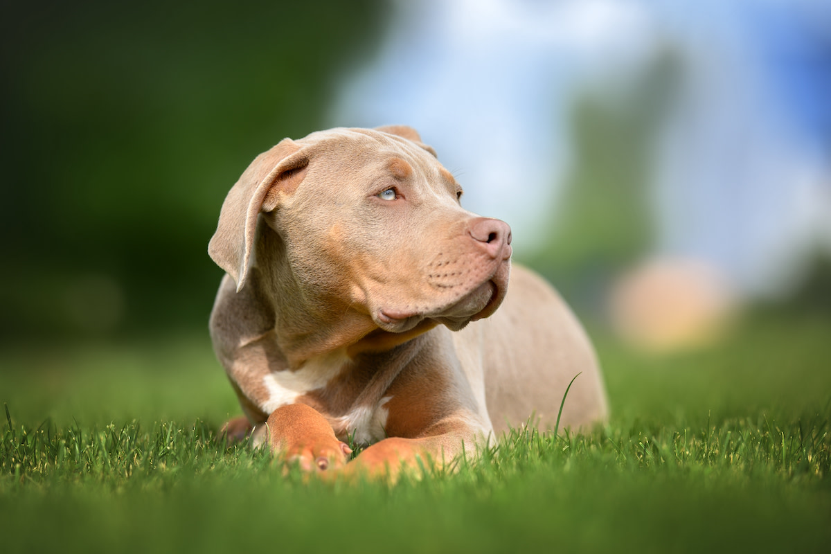 Meet Kovu: The adorable American Bully puppy with floppy ears that ...
