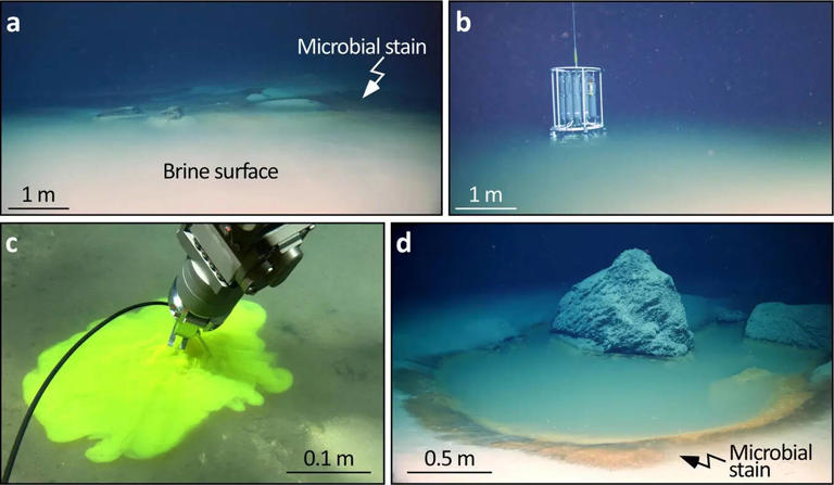 Deep beneath the Red Sea, the Gulf of Aqaba hides a toxic 'ocean within ...