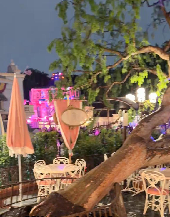 Couple claims a tree fell on them at Disneyland