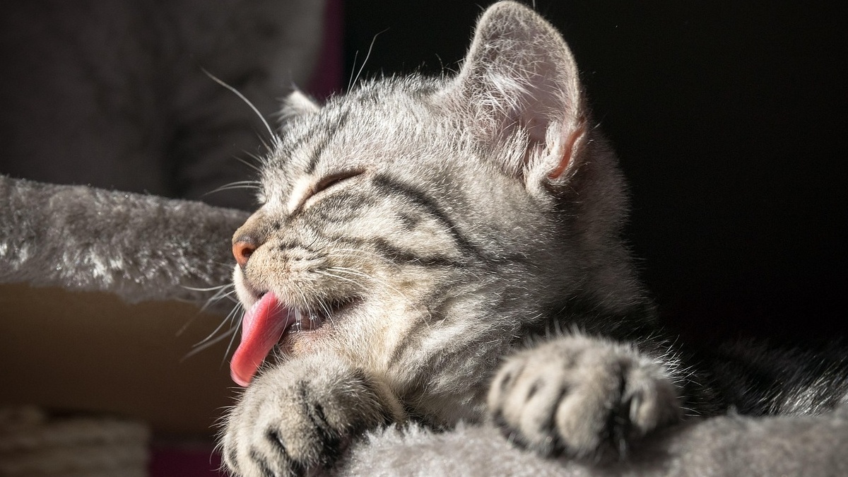 These 7 signs prove you're your cat's favorite human (they're the ...