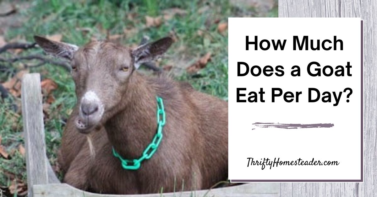 How much does a goat eat per day?