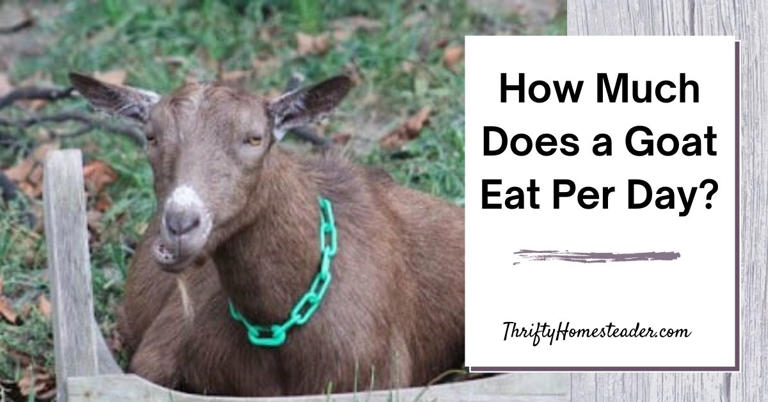 How much does a goat eat per day?