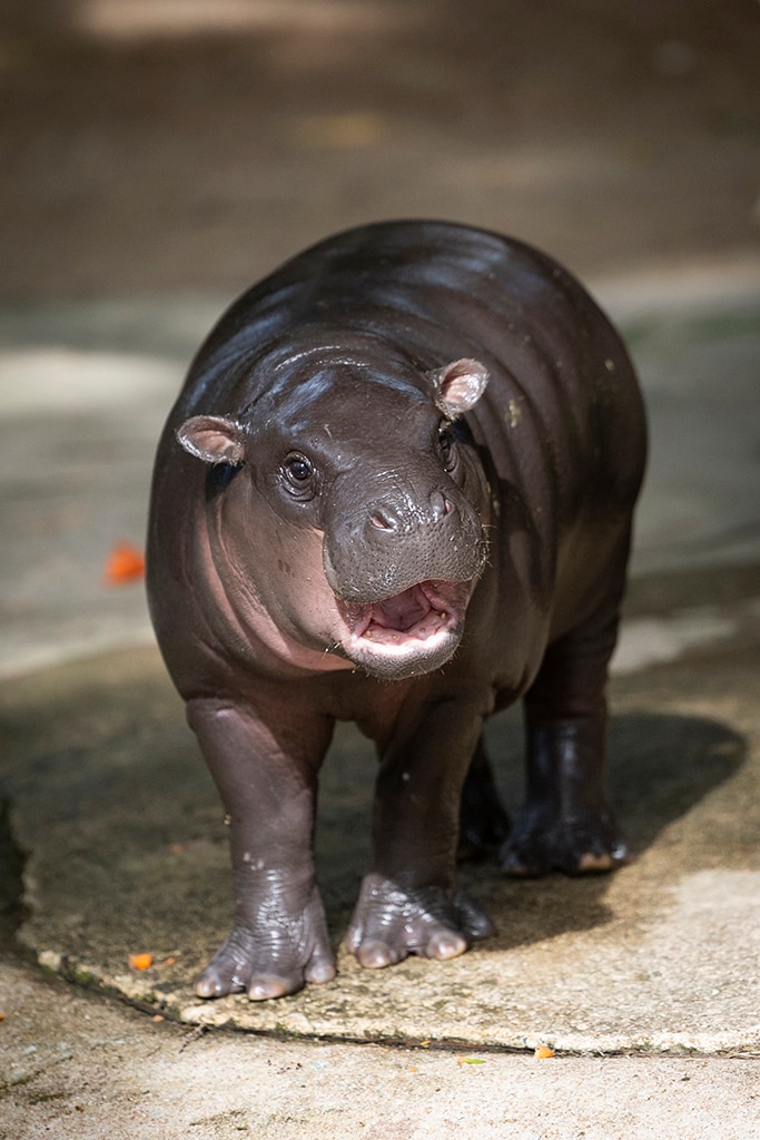 Moo Deng's zoo responds to concerns over pygmy hippo's sad habitat