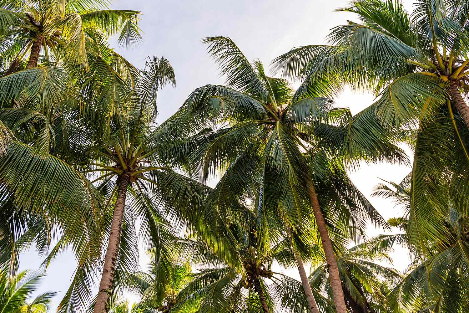 Florida residents claim 'coconut thief' is stealing from their trees