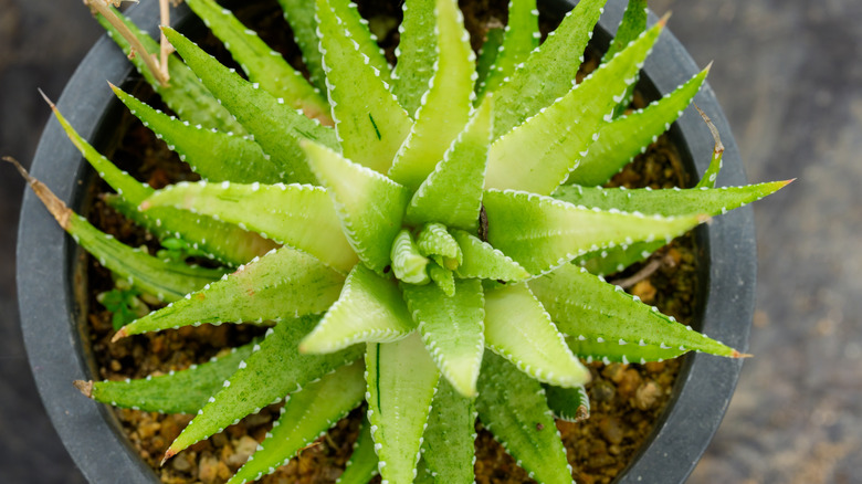 Keep your aloe vera plants lush and thriving with a simple watering tip