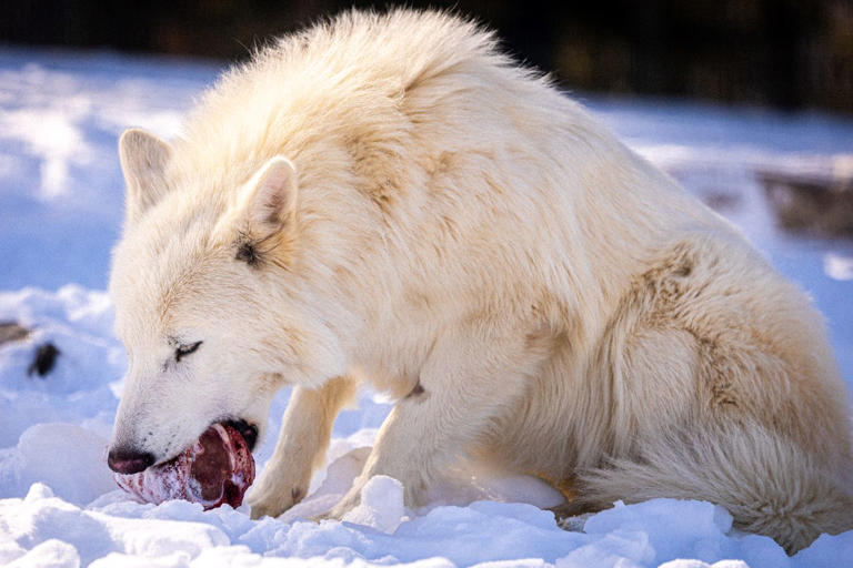 Dire wolves brought back from extinction are now fully grown and ...