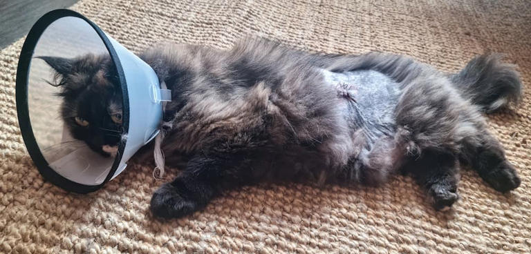Cat intestinal blockage surgery: Cost and what to expect