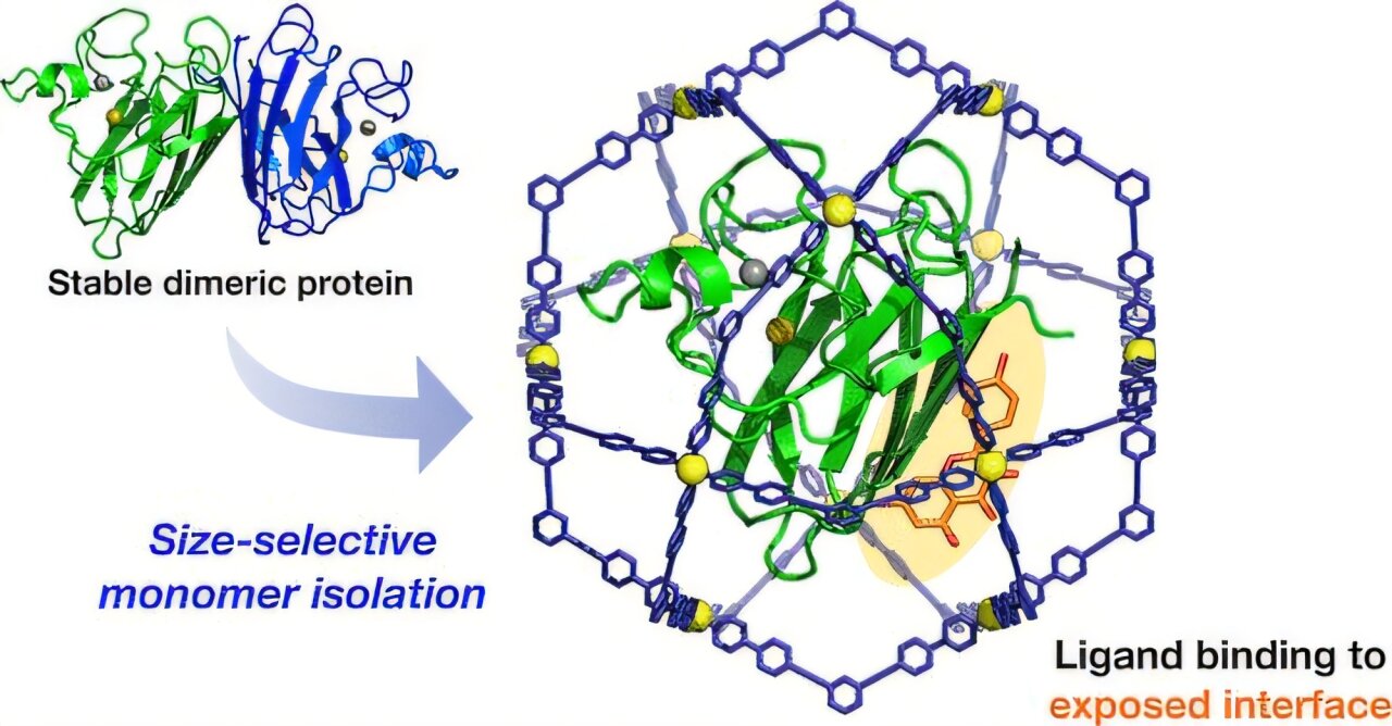 Trapping a single protein in a molecular cage: A new path to drug ...