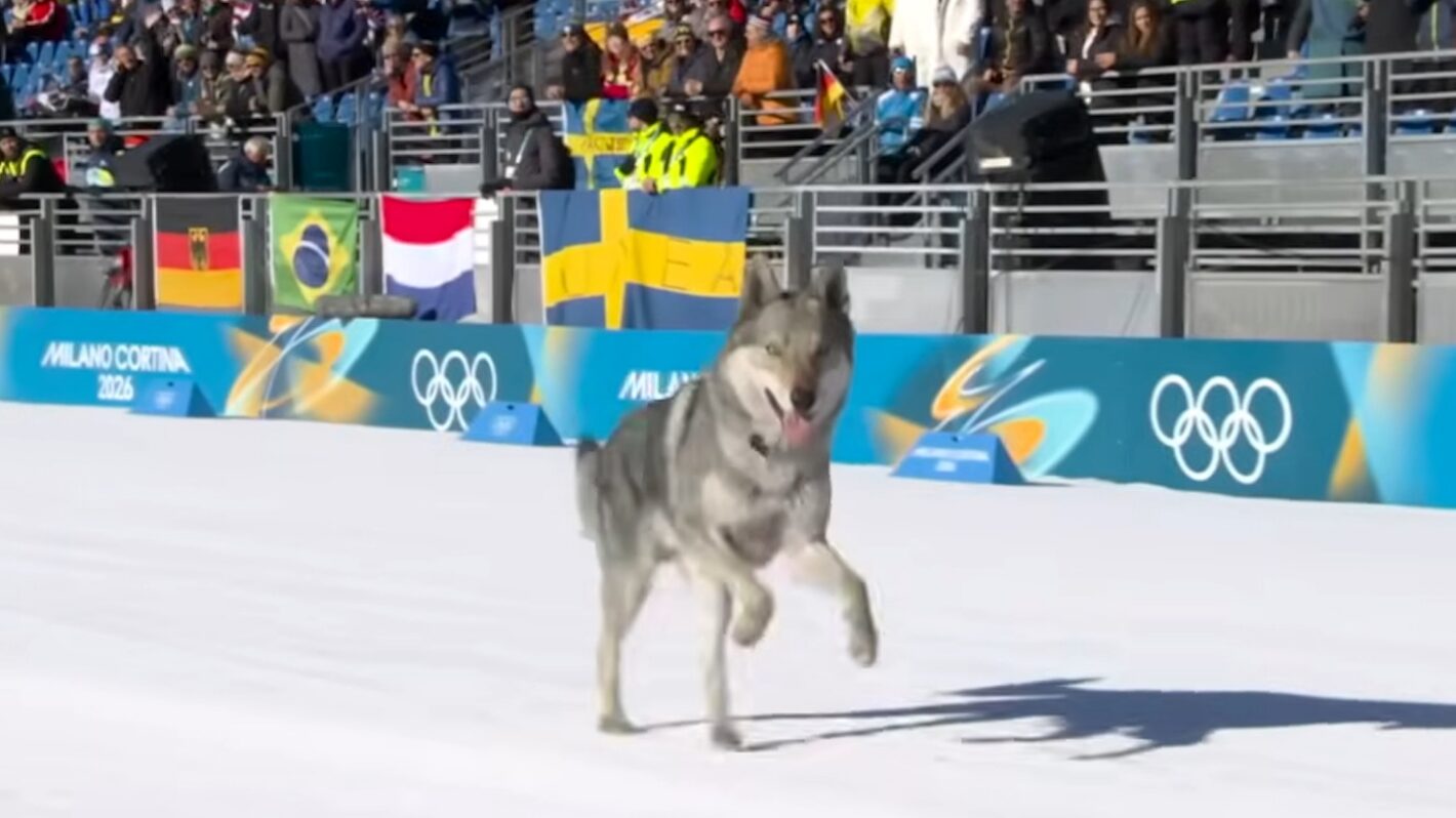 See the adorable moment a dog crashed a 2026 Winter Olympics race