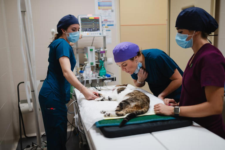 Cat intestinal blockage surgery: Cost and what to expect