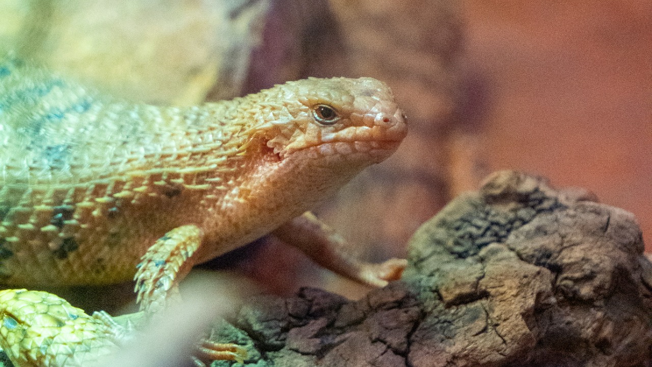 Deadly virus signs spark alarm in rare reptiles