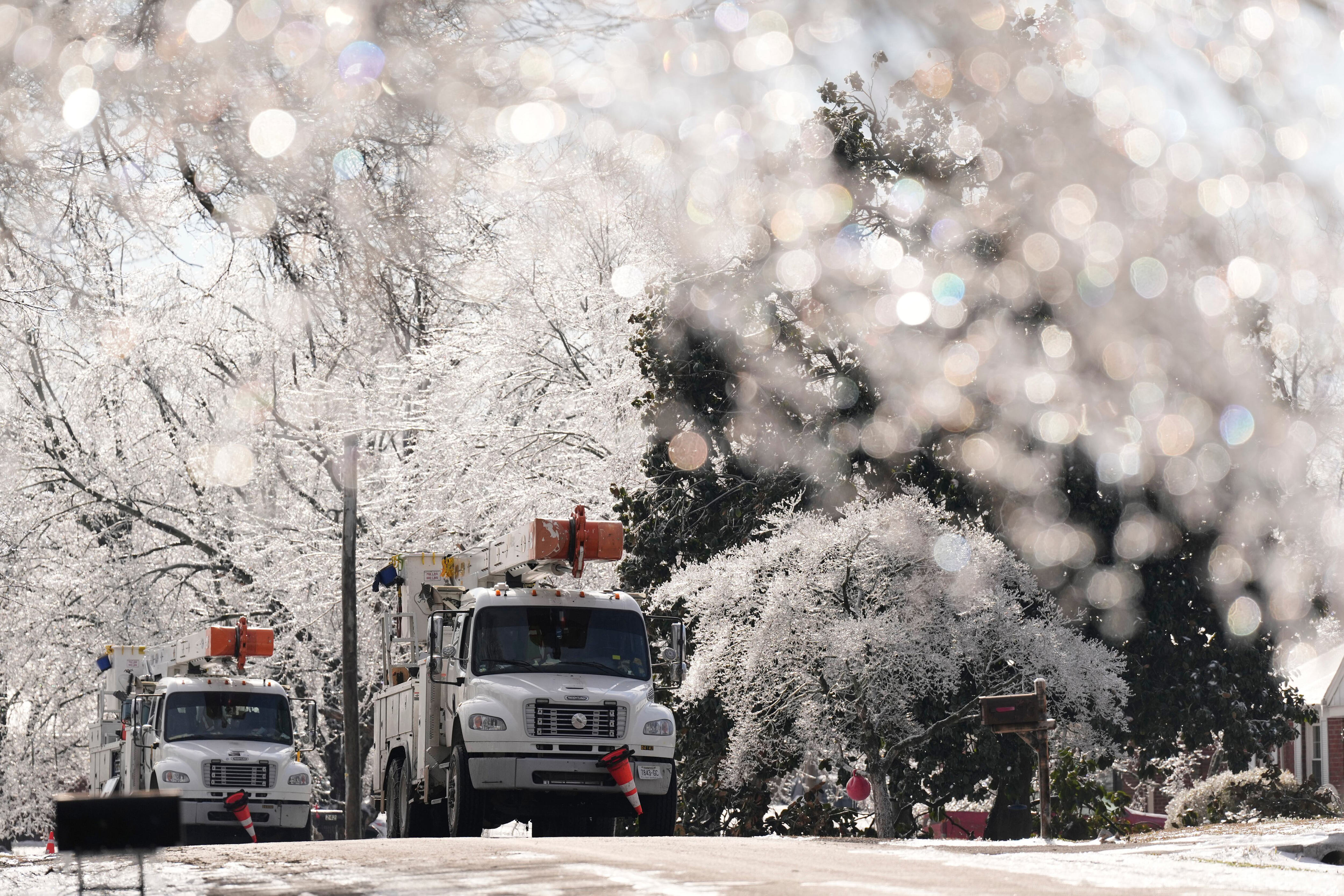 Metro Council considers tree-trimming policy changes following deadly ...